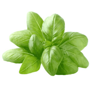 Basil - Canex Kenya Limited