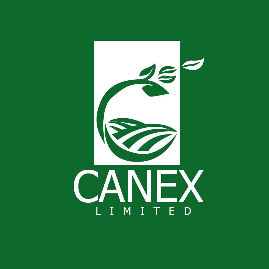 Kenya’s Leading Hass Avocado Exporters | Europe & UAE - Canex Kenya Limited